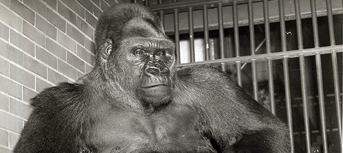 The Zoo Review: Zoo History: The Bushman's Tale