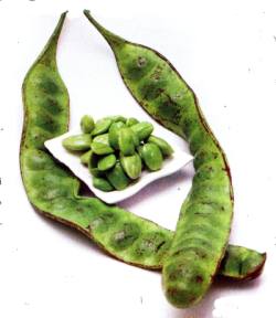 Petai Vegetables from Indonesia ~ Health Megazine
