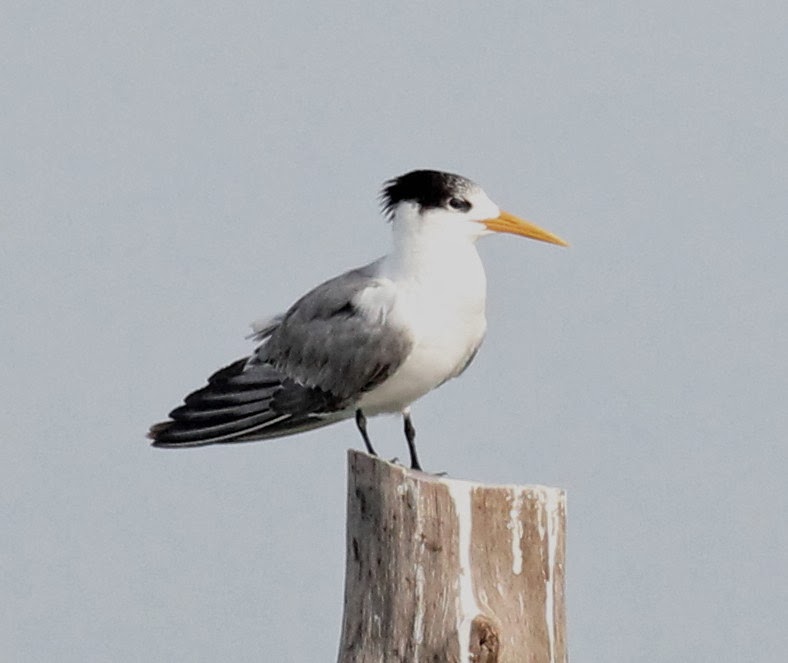 Ron-Nature-Adventures: Lesser Crested Tern (Sterna bengalensis)