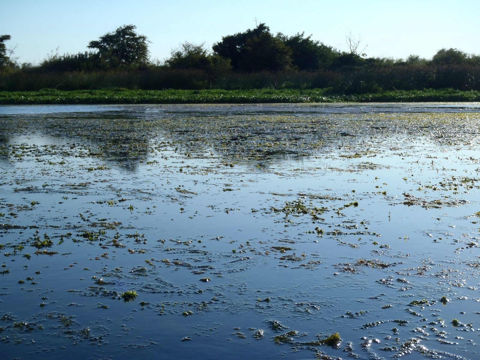 Live2KayakFish: The California Delta