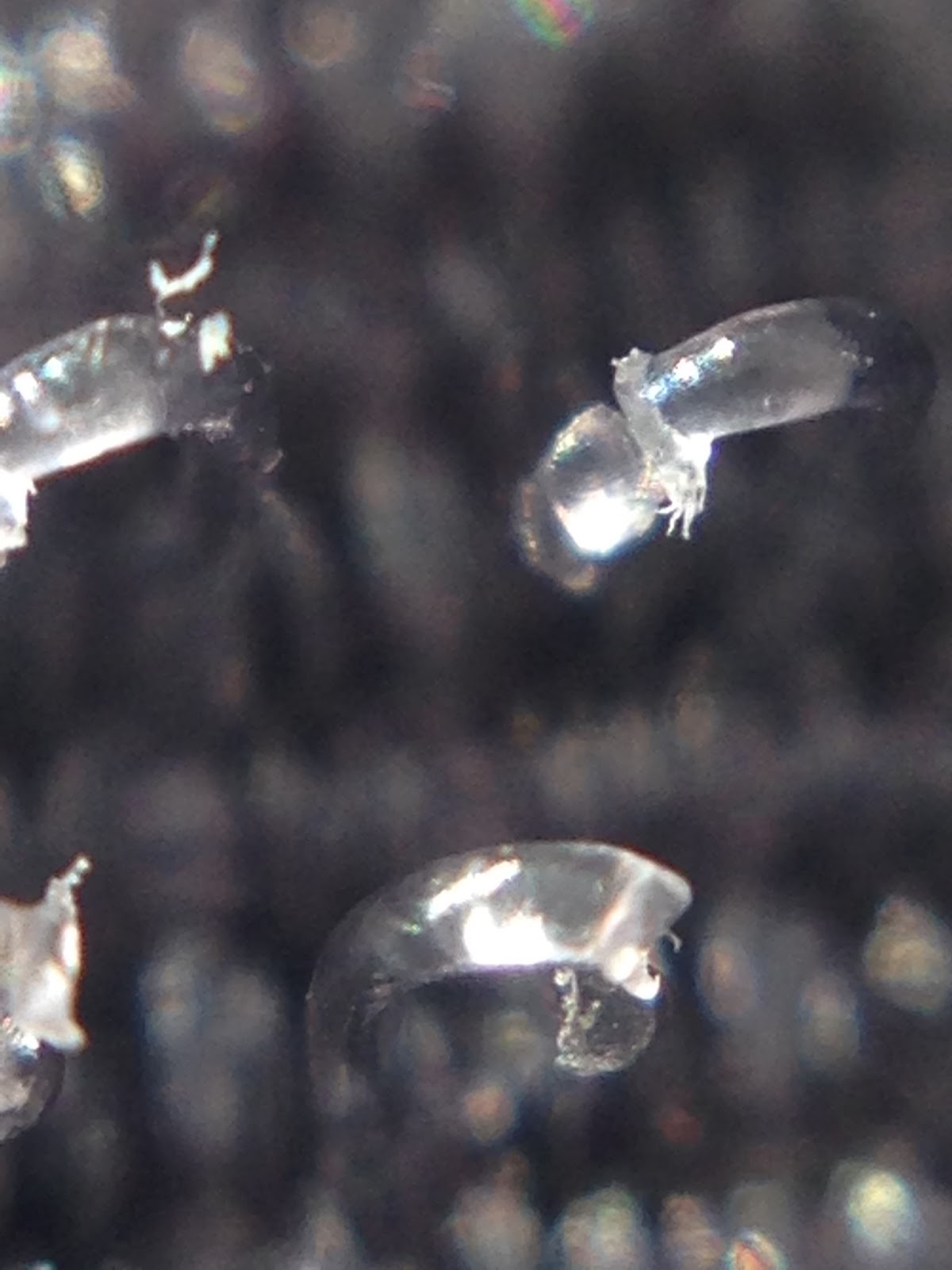 Microscopy-Pictures: Hook-and-pile fastener under the microscope