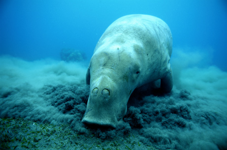 Dugong | Animal Wildlife