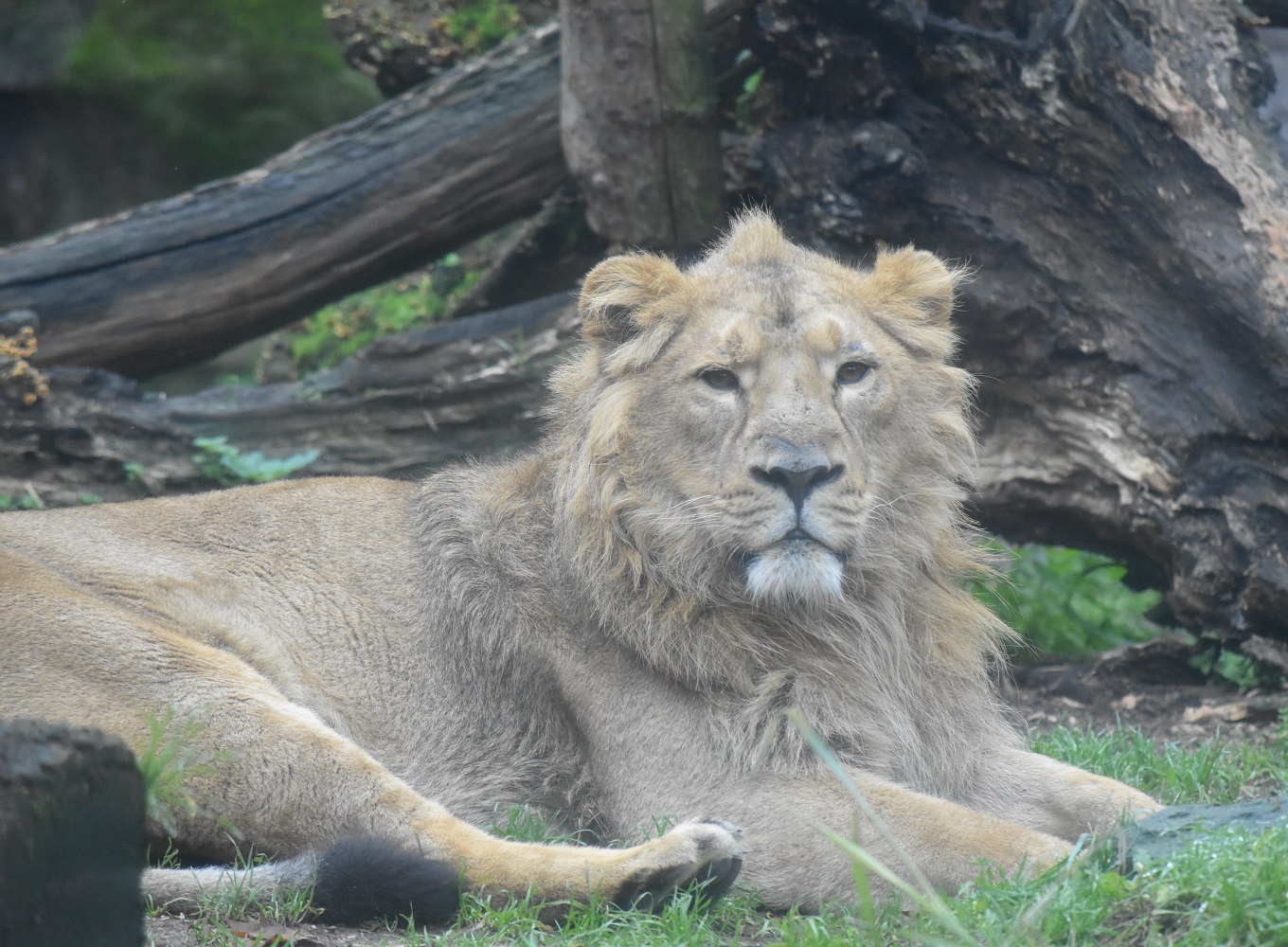 ZOOTOGRAFIANDO (6.100 ANIMALS): LEÓN ASIÁTICO / ASIATIC LION (Panthera ...