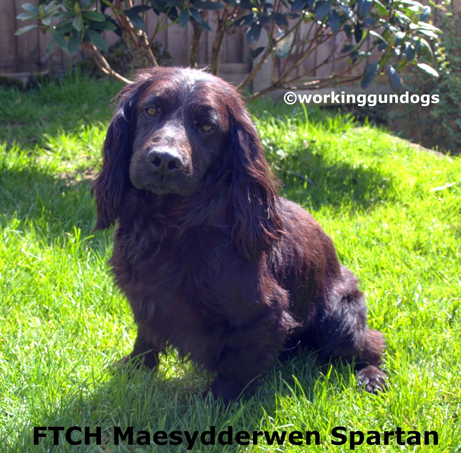 Working Gundogs: FTCH Maesydderwen Spartan x FTAW Toadsspannel Foxey at ...