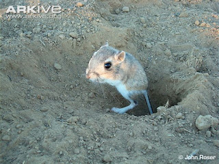 BIO227Fall2015.01: Giant Kangaroo Rat