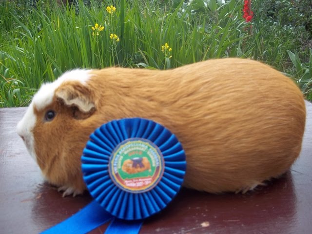 GRANJA DE CUYES " EL QUIJOTE": GRANJA DE CUYES "EL QUIJOTE"