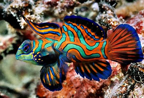Marine Life: Mandarin Fish
