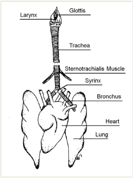 Ayam broiler - SOP simple: Organ Unggas
