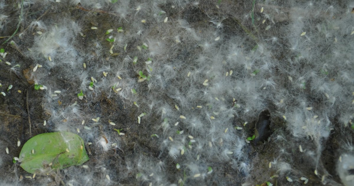 Beyond EleventySeven: Cottonwoods ...