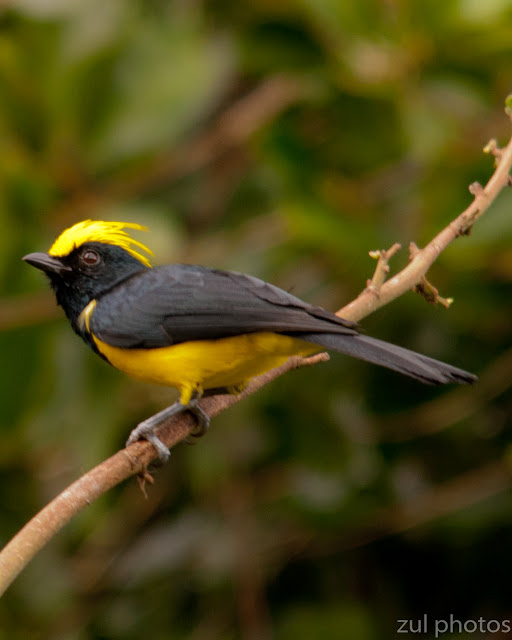 Zul Ya - Birds of Peninsular Malaysia: March 2012