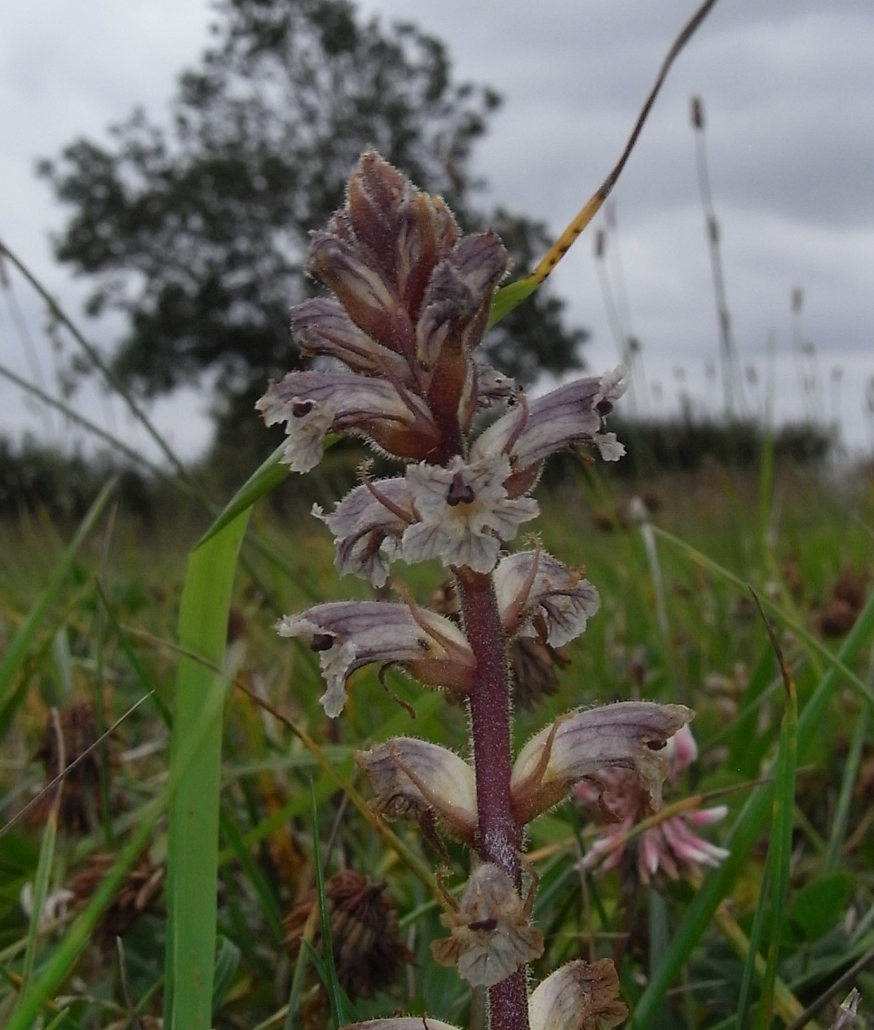 sacrevert: Bean Broomrape? (Orobanche crenata)