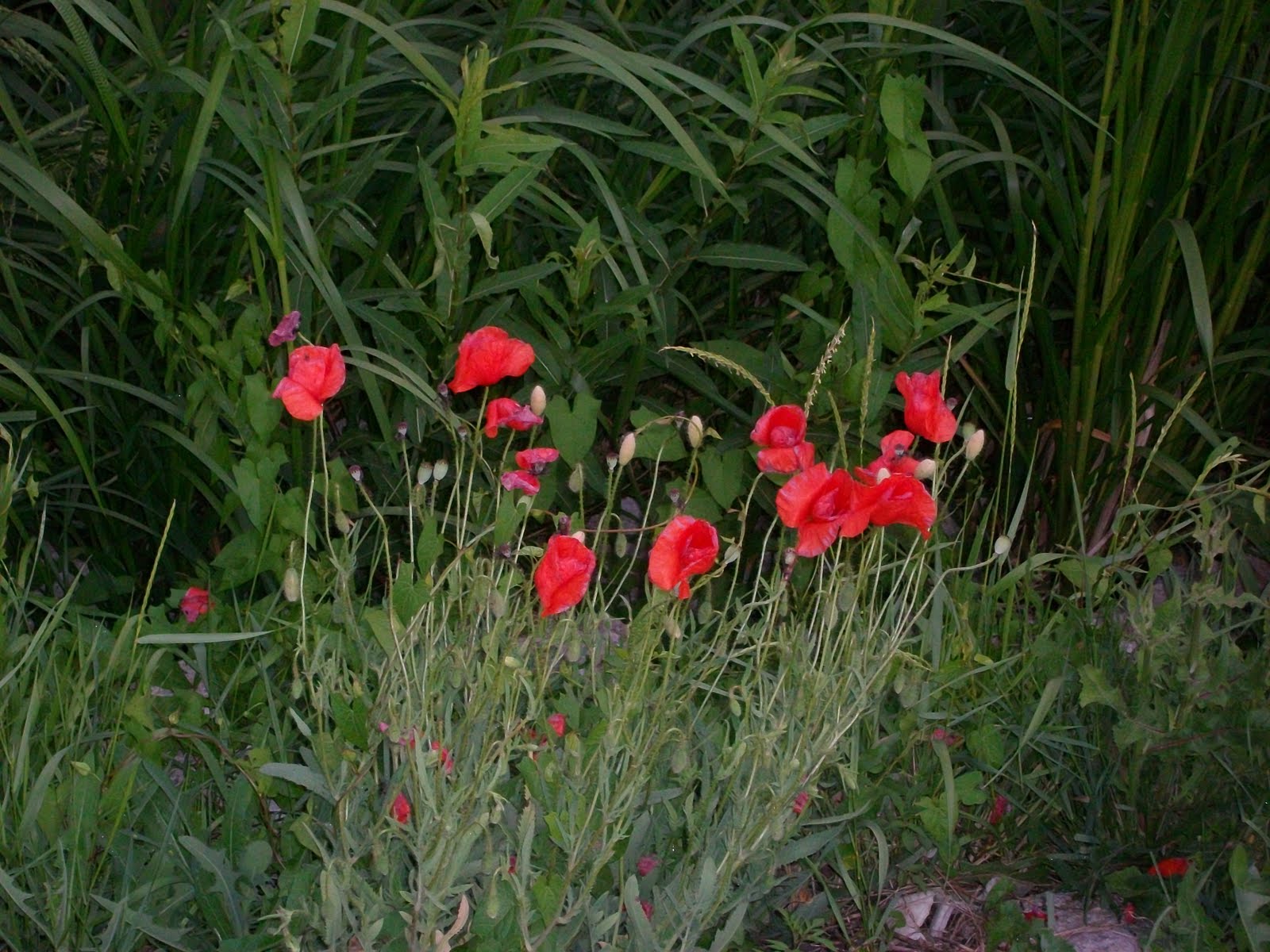 Dusa Ioan : flori de Mac