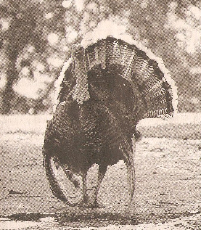 Marian's Hunting Stories, etc., etc., etc...: Strong Turkey Season in ...
