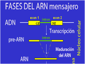 D.M.D.P: TIPOS DE SPLICING