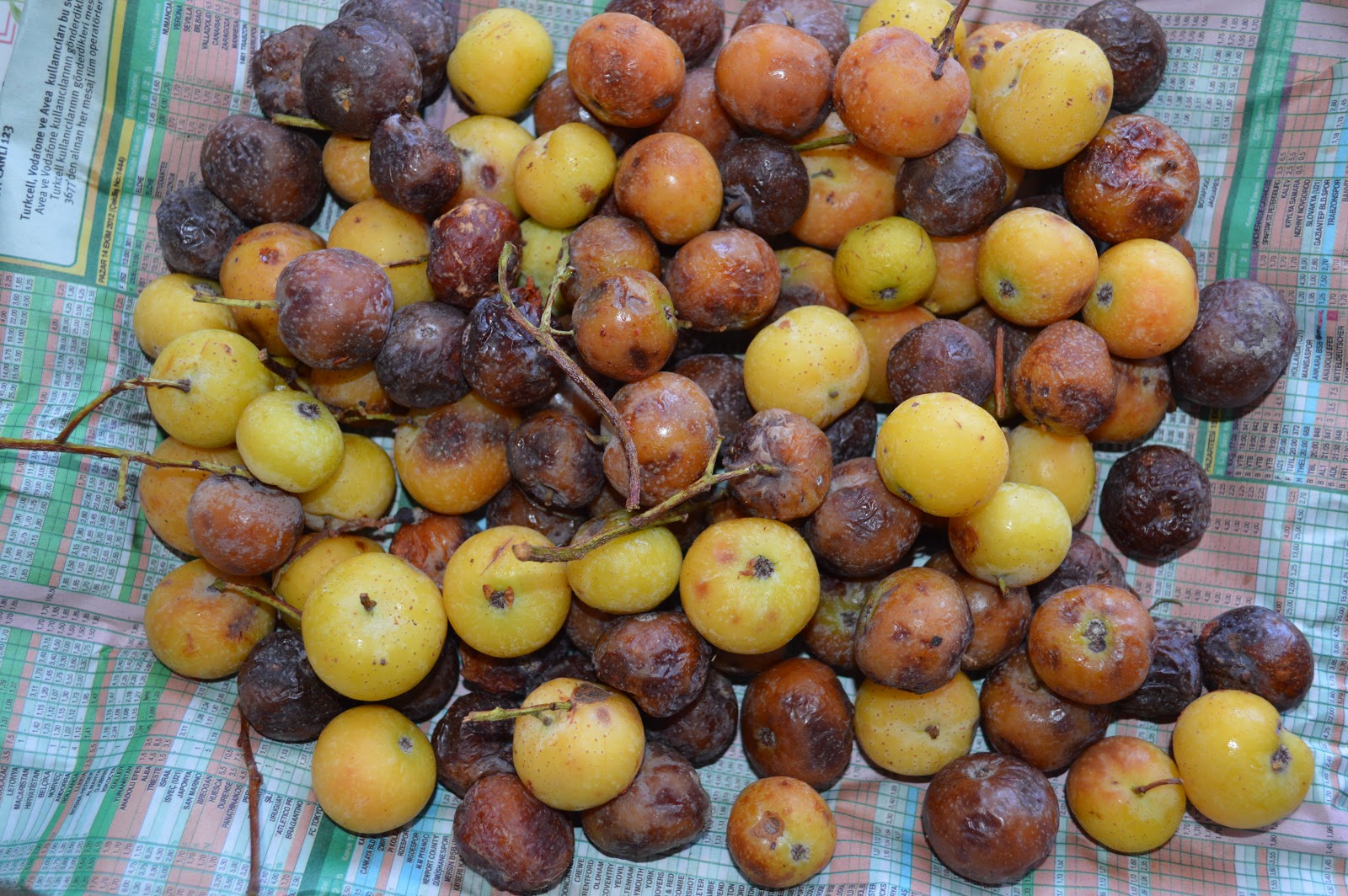 Kahvealtı: Bu Kurban Bayramı Yolculuklarından:Üvez ve Dağ Eriği...