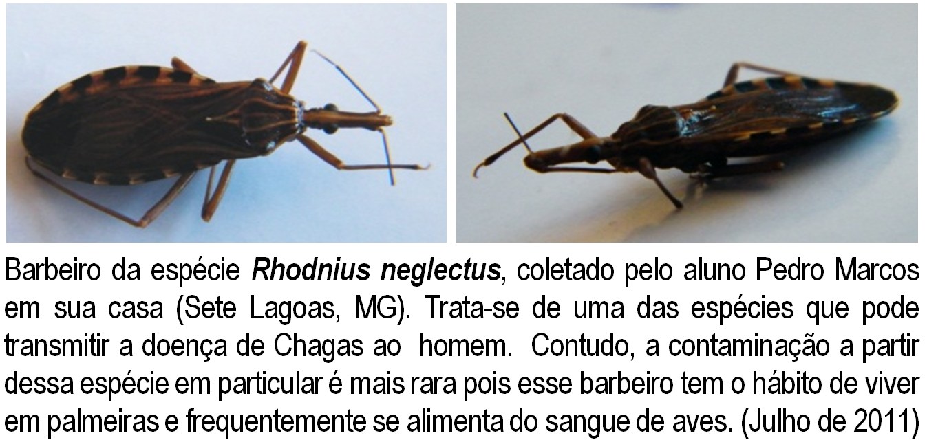Blog do Ramon Lamar: Barbeiros Transmissores da Doença de Chagas