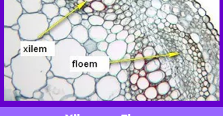 Apa Itu Jaringan Pengangkut Xilem, Floem Dan Perbedaannya