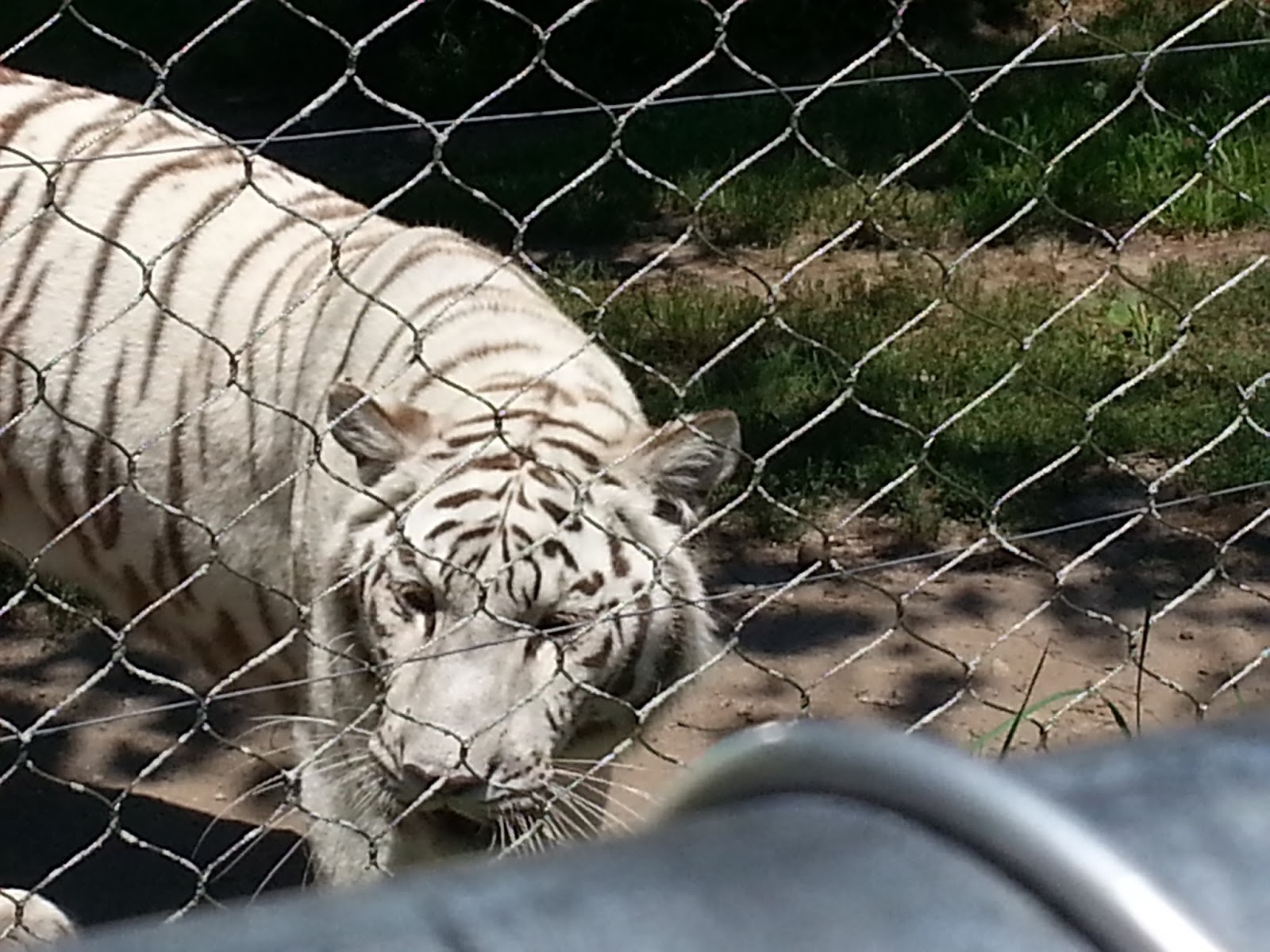 Through The Eyes of a 10-Year-Old Blogger: Southwick's Zoo is a great ...