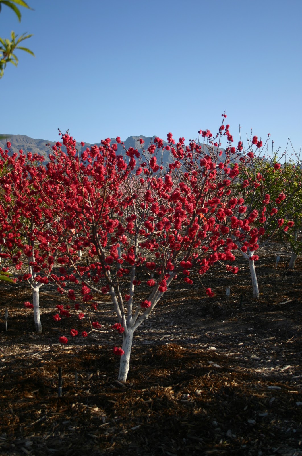Xtremehorticulture of the Desert: My Top Choices in Fruit Trees for an ...
