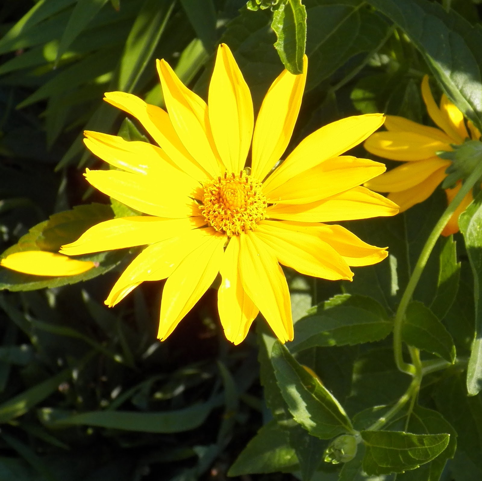 NATURE NOTES: July 2013