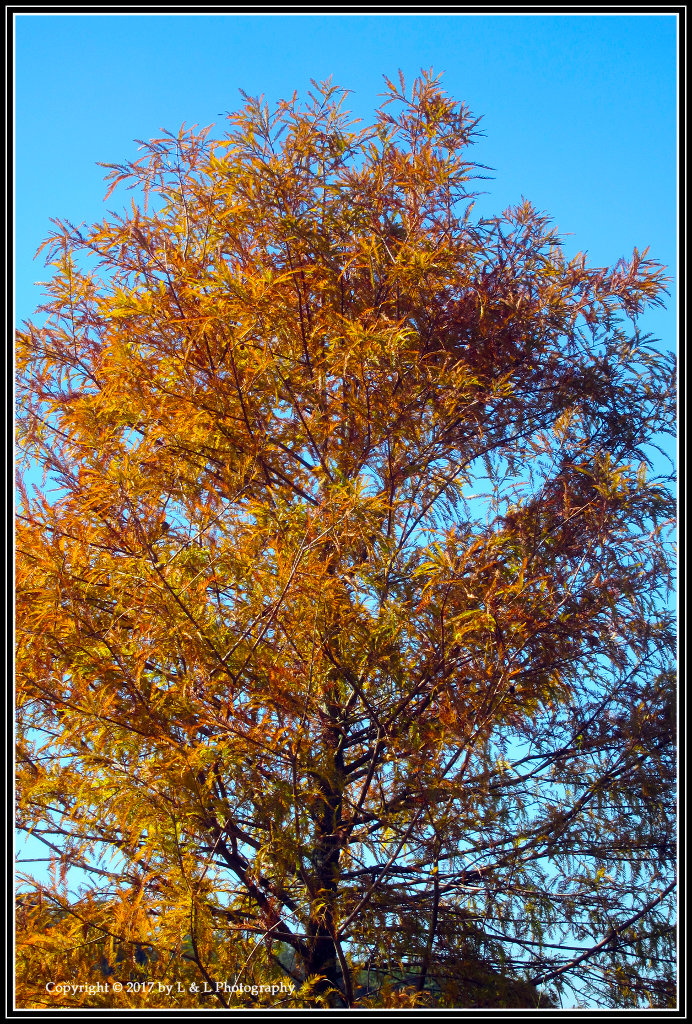 Ocala, Central Florida & Beyond: Rare fall colors