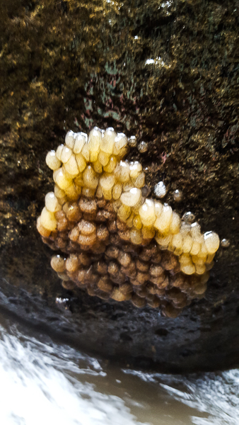 Dipper Ranch: Vote for the 2016 Walnut Label