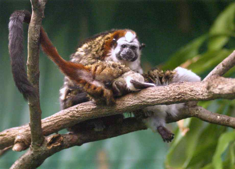 Geoffroy's Tamarin | Wildlife | The Wildlife