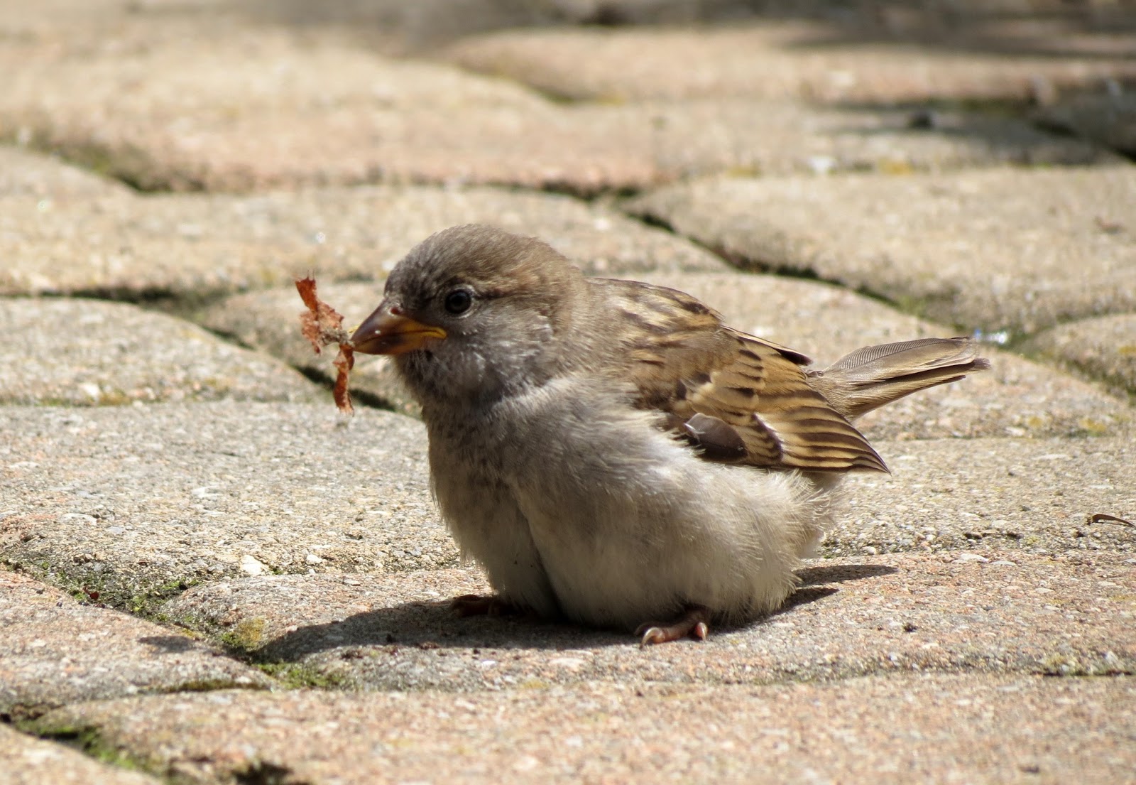 Young Birds in our Back Yard - Travels With Birds