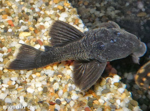金魚&水族快訊Goldfish & Aquarium Messages: 長吻珍珠達摩(Spectracanthicus murinus)