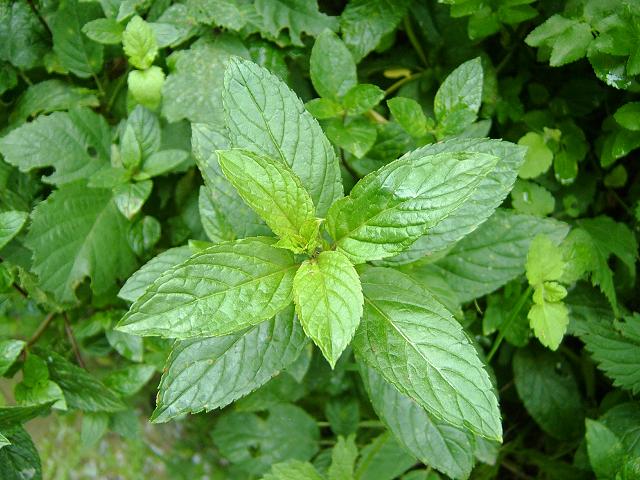 menta planta medicinala-peppermint herb | Farmacia Naturală