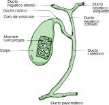 Anatomia Humana: Abdômen