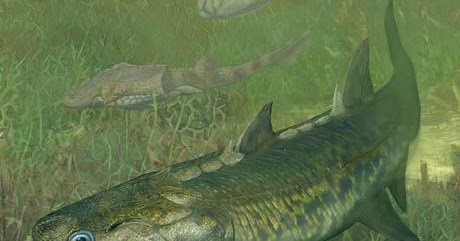 The Dragon's Tales: Meemannia eos: The Earliest Known Ray-Finned Fish ...