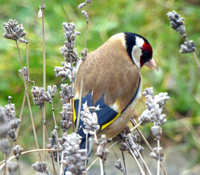 Wild and Wonderful: March 2016