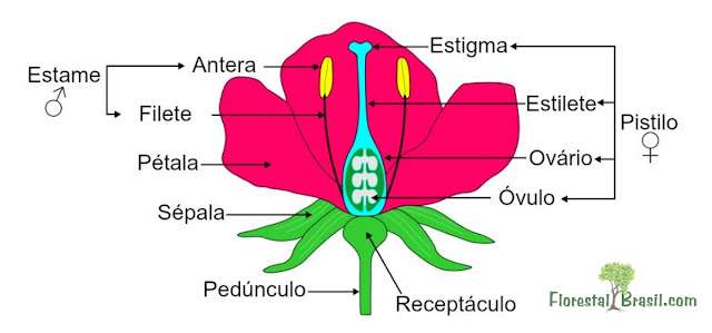 Morfologia Vegetal - Organografia - Florestal Brasil