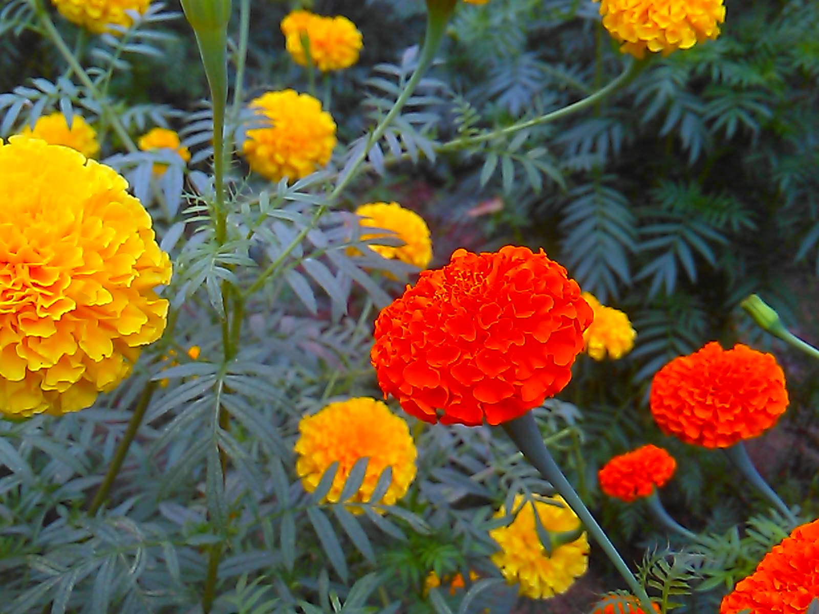 Own Cactus: MARRY GOLD MARRY GOLD