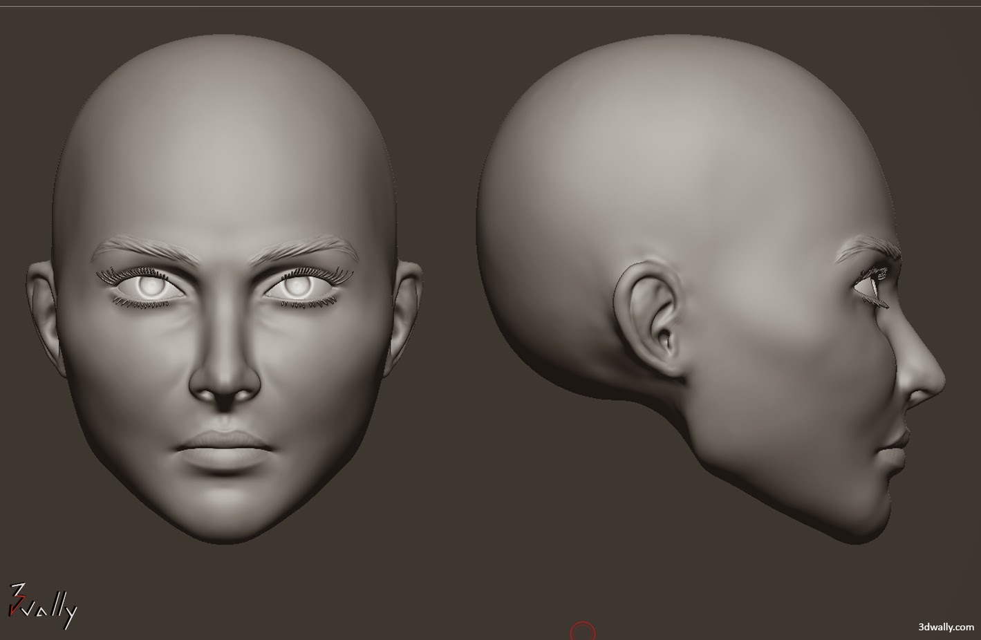 3Dwally: Female head study