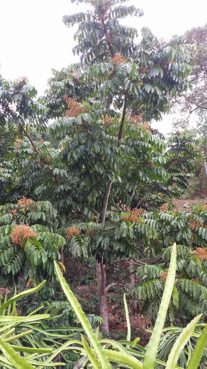 Mini Fruit Farm@PeterTean.com: my farm @ Brazil Longan Flower