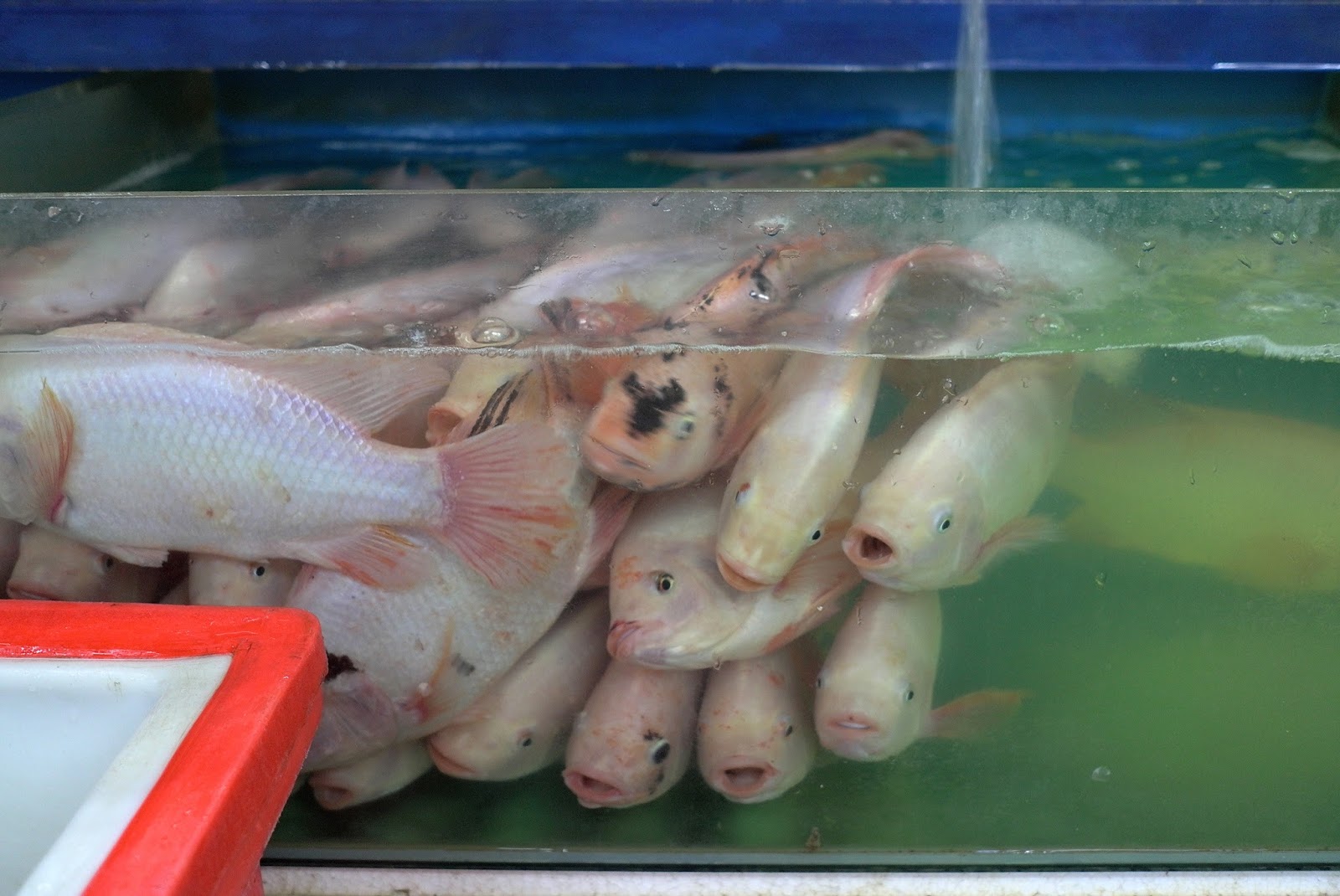 JE TunNel: 食之味饭店 Restaurant Shi Zhi Wei~ Another New Place to try out ...