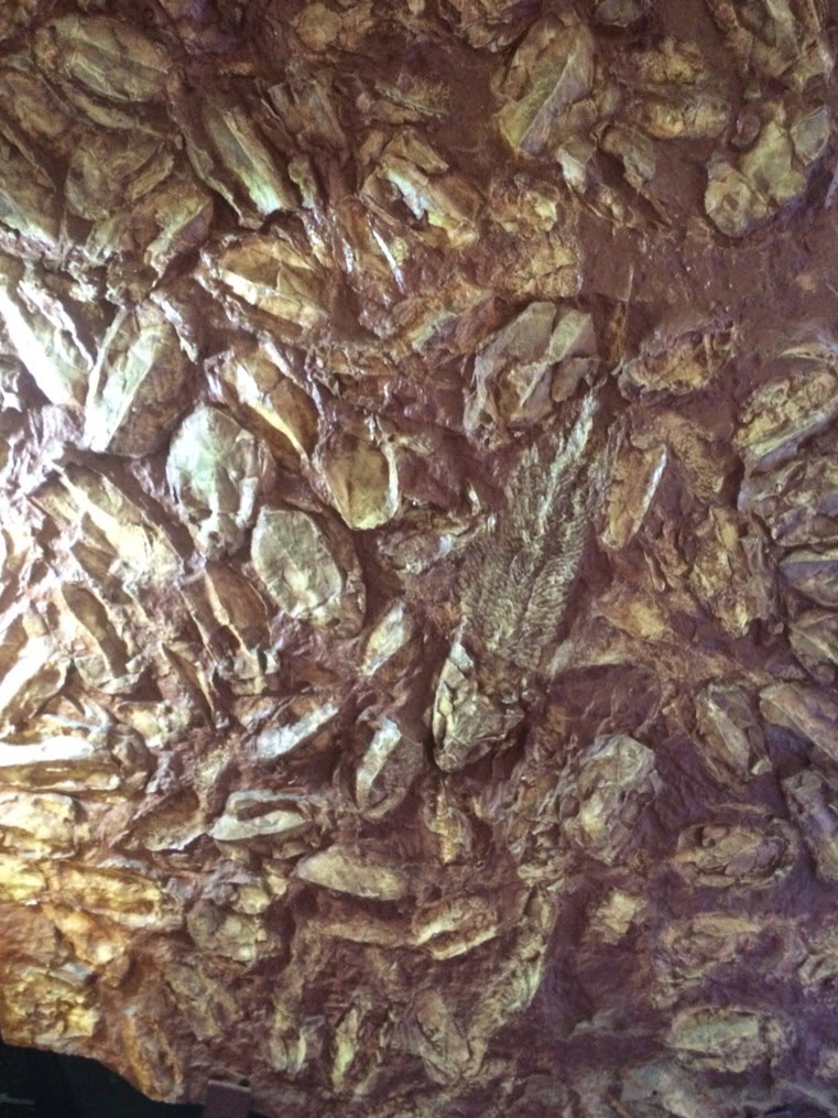 Where in the World are Robert and Cherryl?: Fossil Fish and Hot Air ...