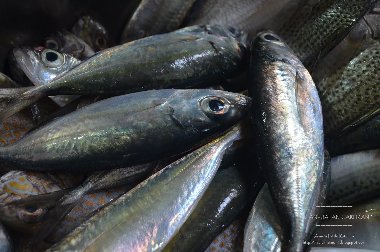 Memburu Ikan Laut di Darat - Amie's Little Kitchen