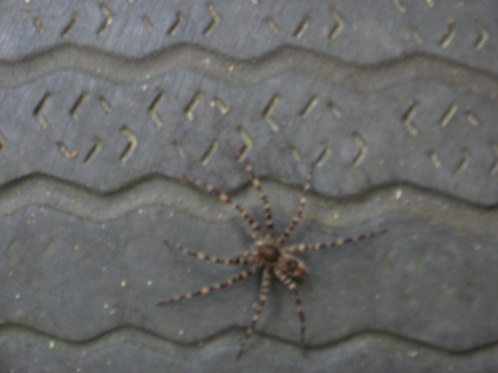 REPTIRE: A VISIT TO THE MONCURE 'TIRE MINES'