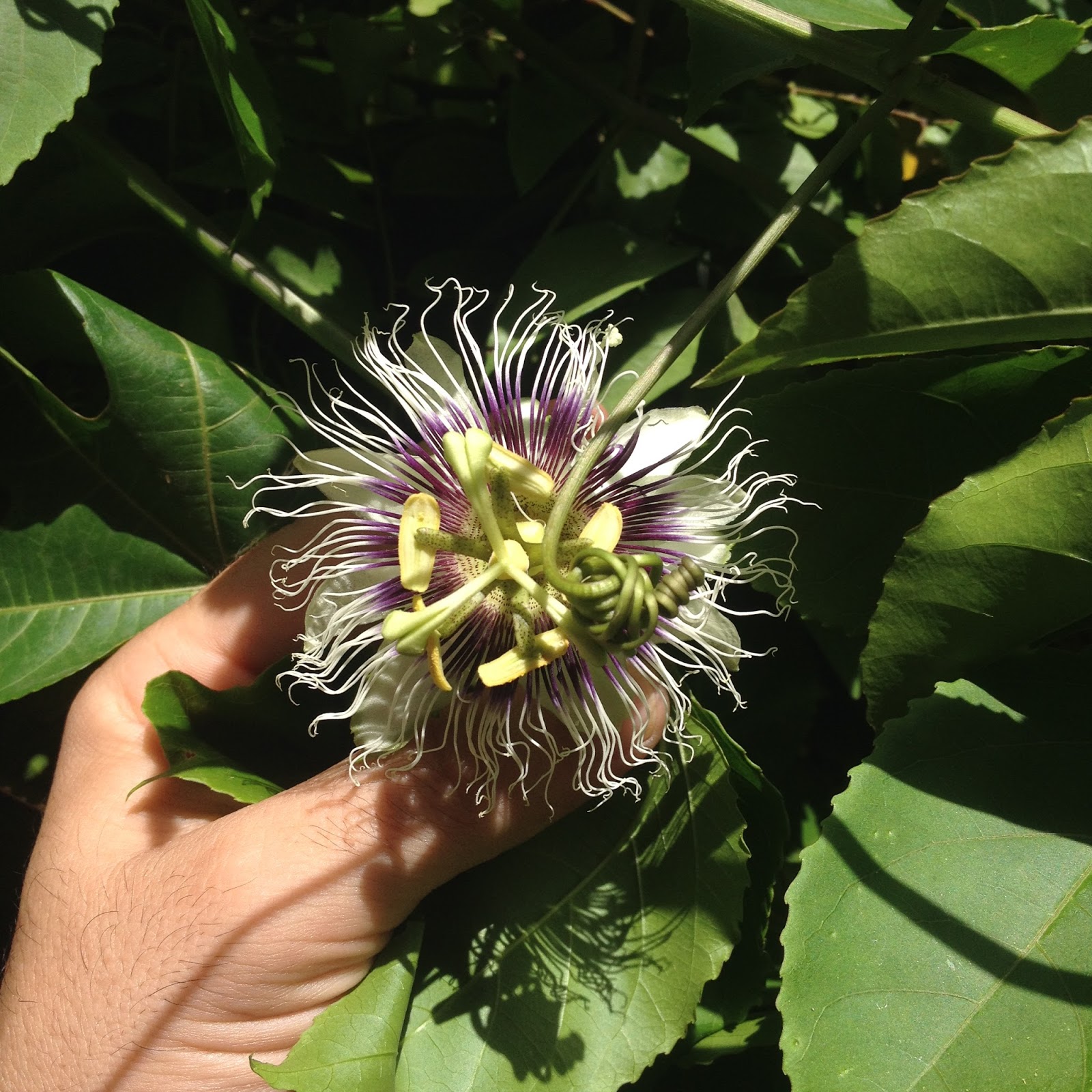 Puerto Rico Sano: Flor de Parcha en Puerto Rico