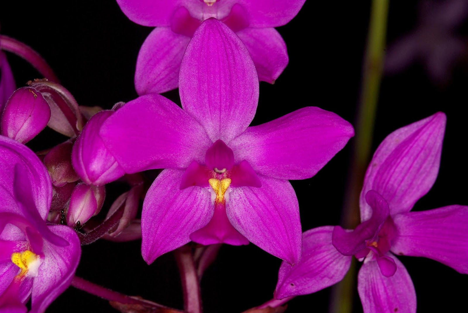 Spathoglottis bulbosa care and culture | Travaldo's blog