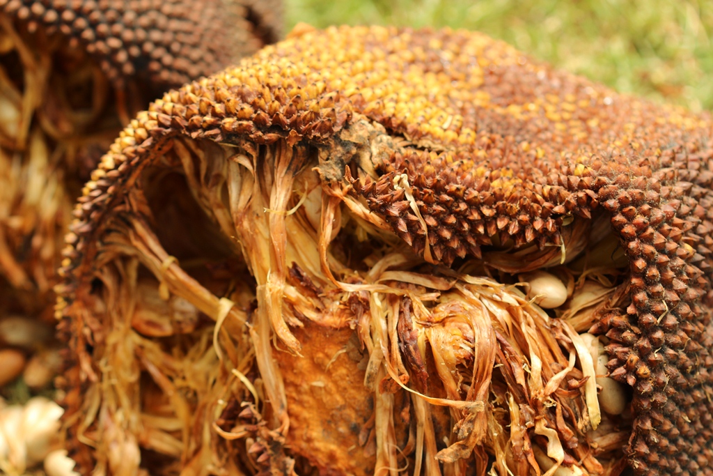 Doug's photo site: Kauai: National Tropical Botanical Garden