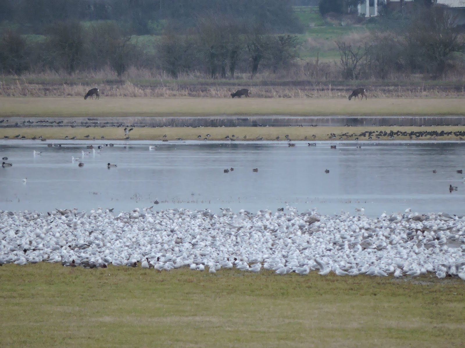 Lower Derwent Valley National Nature Reserve: Jan' 19