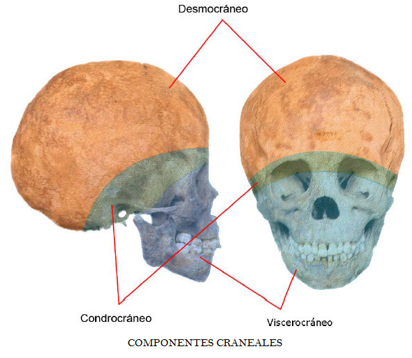 Embriología by Donovan