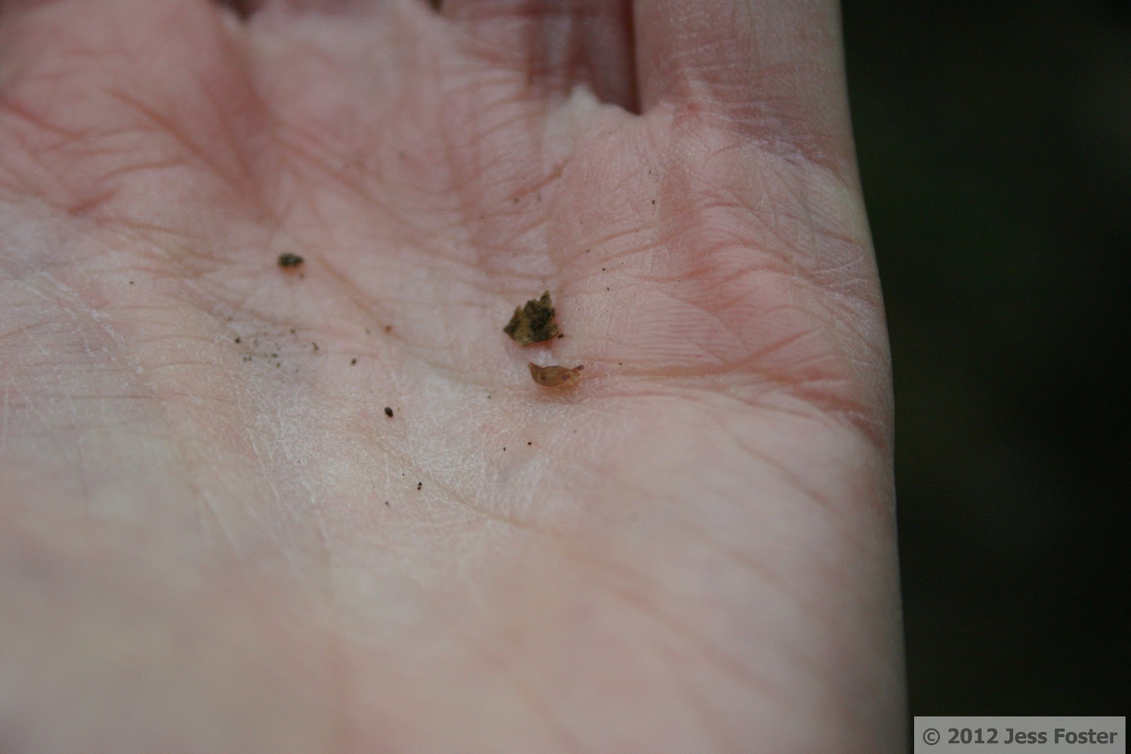 Sluggin' Along: More Baby Slugs - Part 1