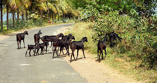 The Presurfer: Animals Crossing The Road