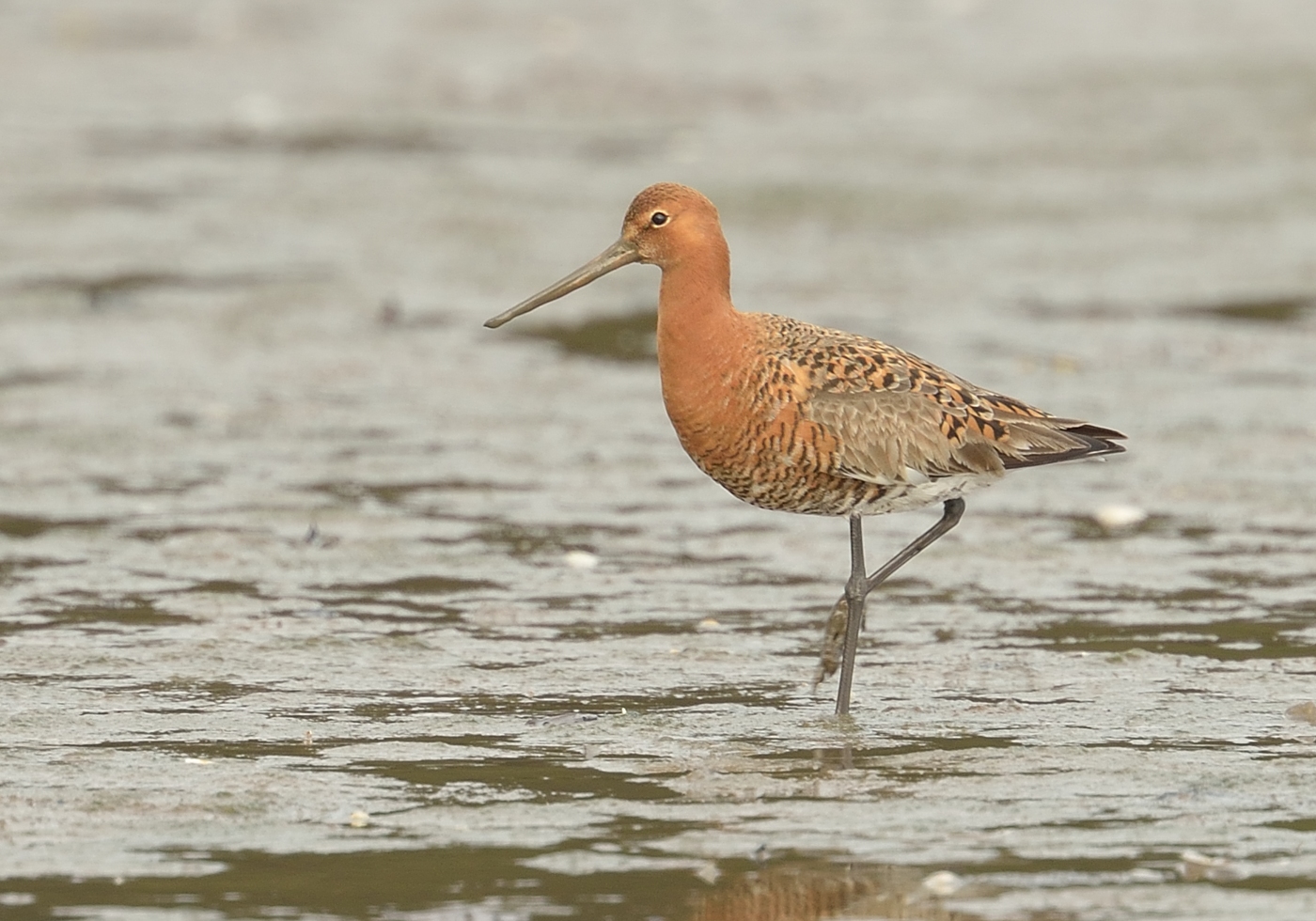 Steve Rogers birding: Summer plumage Black-tailed Godwit at St Clement