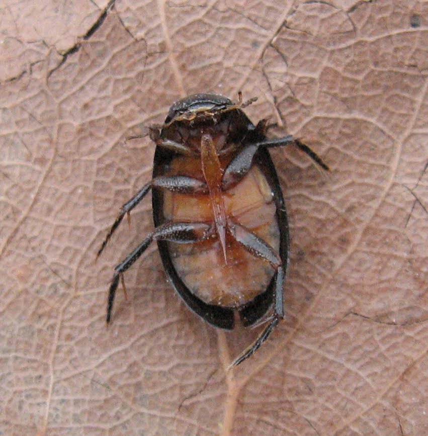 Tangled Web: Coleopteran Conundra